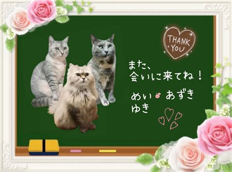 ”ぽんずさん4歳になる ”おめでとう˘︶˘｡♡ めいと仲間達★香川より里親募集