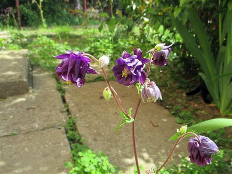 무료 이미지 Aquilegia 봄 보라색 꽃 꽃들 꽃 피는 식물 자 식물학 잔디 아이리스 야생화 비둘기