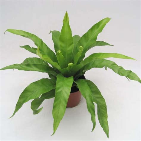 盆栽植物图片盆栽植物图片及名称盆栽大叶片植物图片大山谷图库