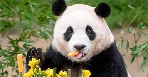 중국으로 가는 용인 푸씨 판다 푸바오 왜