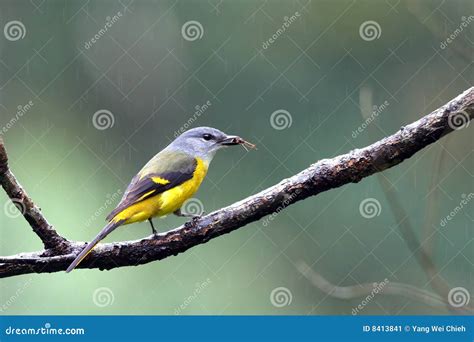 Yellow Throated Minivet Stock Image Image Of Feather 8413841