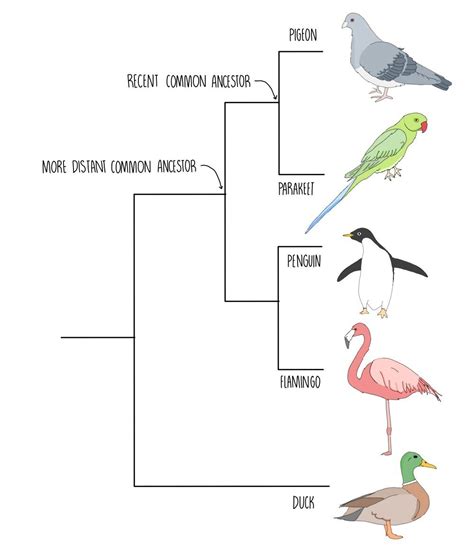 Classification And Evolution Ocr — The Science Hive