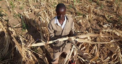 Zimbabwe Declares Drought Disaster The Latest In A Region Where El
