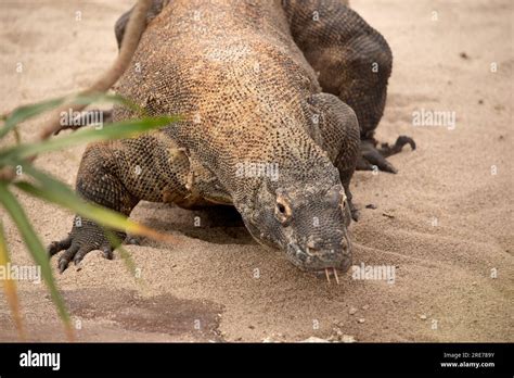 Komodo Drachen Sind Große Eidechsen Mit Langen Schwänzen Starken Und