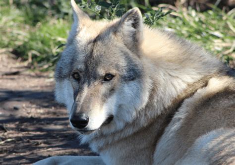 Tsitsikamma Wolf Sanctuary Things To Do In Eastern Cape
