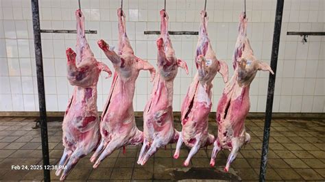 Coba Bisnis Daging Domba Yang Menjanjikan Dan Cuan