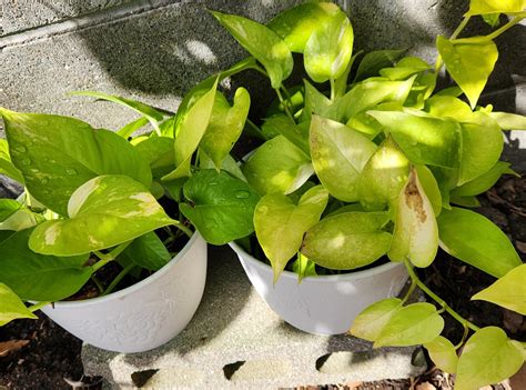 イメージビュー By Rara