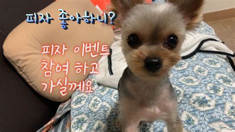 요크셔테리어의 매력 [그냥하는 이벤트] 이벤트 참여하고가세요 마감 Youtube