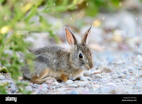 Mountain Cottontail Rabbit Hi Res Stock Photography And Images Alamy