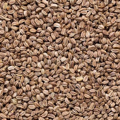 Celery Seed Al Talab