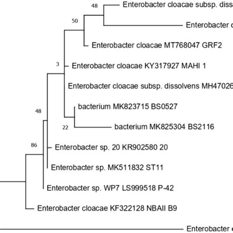 Phylogenetic Tree Of Enterobacter Cloacae Pmc04 Download Scientific Diagram