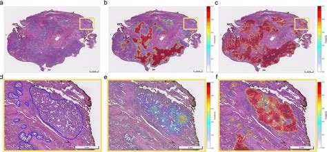 visualization of heatmaps generated by models both heatmaps are