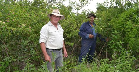 Trigger Mapping Adding To Vegetation Confusion Queensland Country