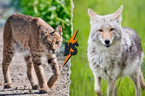 Bobcat Vs Coyote How They Coexist And Differ