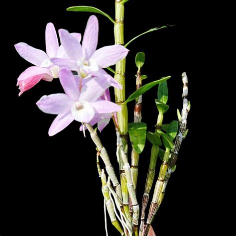 Orchid Hybrid Dendrobium Sakura Hime For Sale