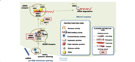 Exogenous Rna Interference Pathway Genes Detected In Flatworms An Download Scientific Diagram