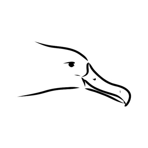 Albatros Mewa Ptak W Locie Z Otwartymi Skrzydłami Szkic Grafiki