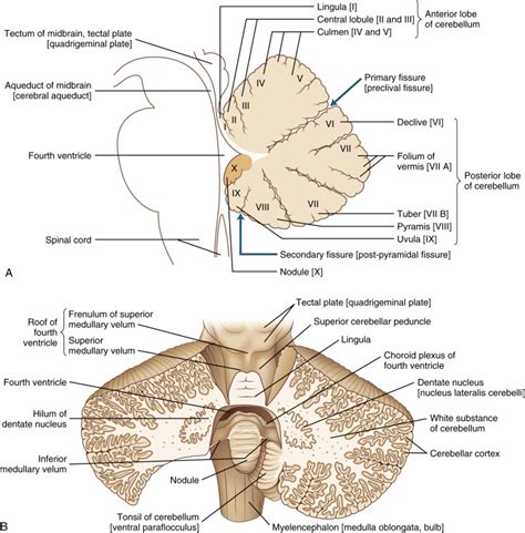 Cranial Anatomy Clinical Tree