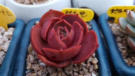 지미네옥상다육 레드탄 샤몽 수연 도태랑 덕양갈매기 연지라울 눈맞춤합니다 Youtube