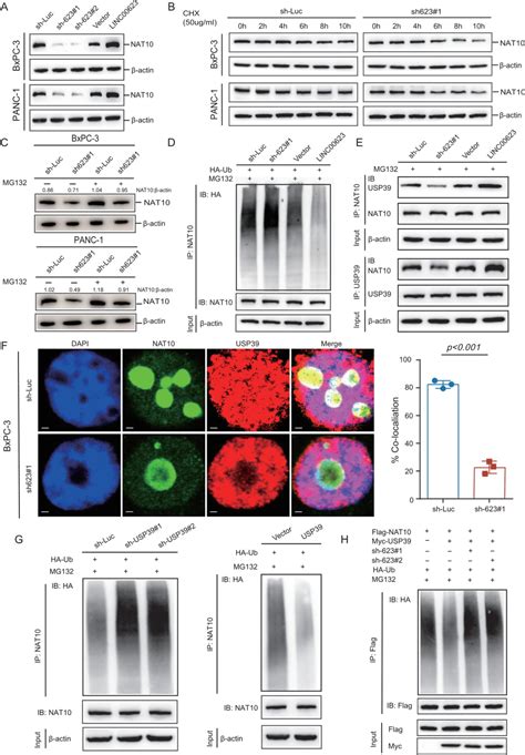 云序用户 1 区，if 23168 多组学联合分析揭示胰腺癌中 Rna 乙酰化修饰的重要靶点 企业动态 丁香通