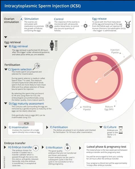 The Icsi Cycle Simply Islam Ashraf