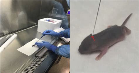 Injection Of Mouse Pup Brainstem With Df1 Cells Df1 Cells Injected Into