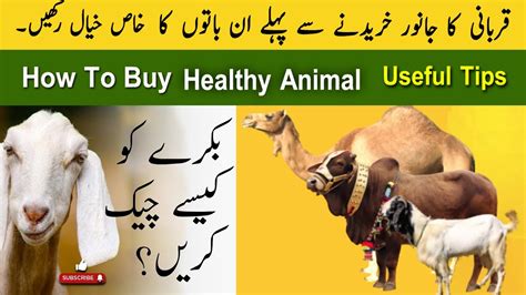 Qurbani Ka Janwar Kaisa Hona Chahiye Qurbani Ka Janwar Kharidne Ka