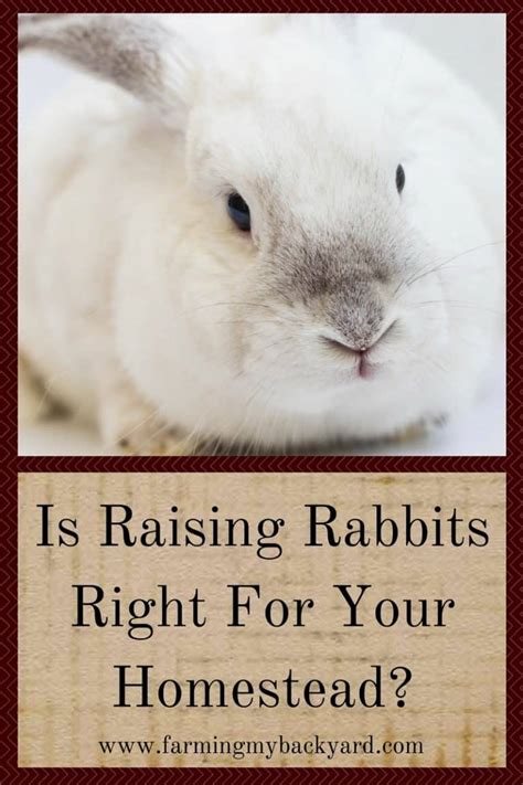 Is Raising Rabbits Right For Your Homestead Farming My Backyard