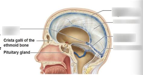 Neuroscience I Diagram Quizlet
