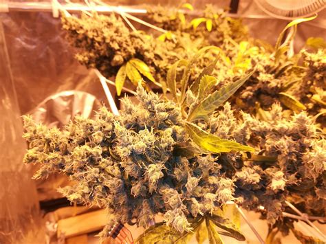 Strain Gallery Sour Kosher Dna Genetics Seeds Pic 13041977036498722