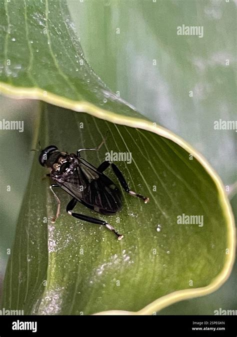 Garden Soldier Fly Exaireta Spinigera Insecta Melbourne Vic
