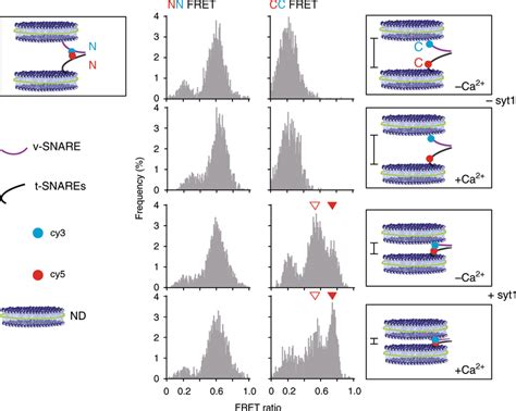 Smfret Reveals The Impact Of Syt1 On Trans Snare Complex Download