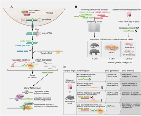 The Biogenesis And Function Of Microrna Mirna Is Depicted Ref 34 39 Download Scientific