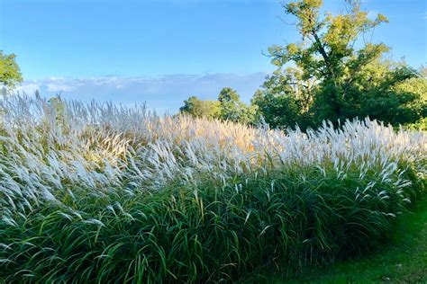How To Grow And Care For The Lovely Flame Grass