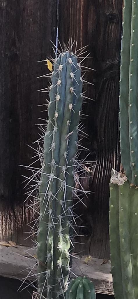 Can Anybody Identify Rcactus