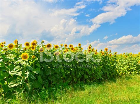 해바라기 밭 스톡 사진 Freeimages