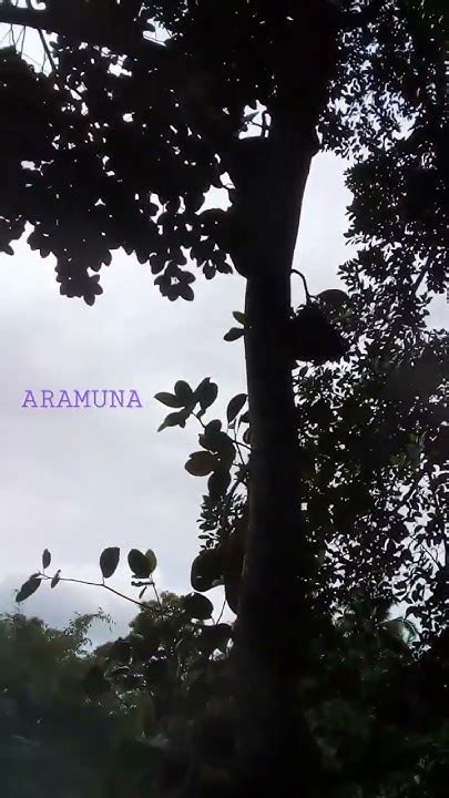 කොස් ගස🌳🥝🥝 Youtube