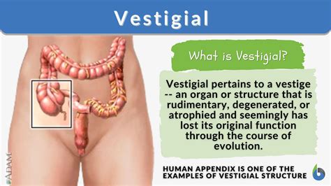 Human Vestigial Organs List