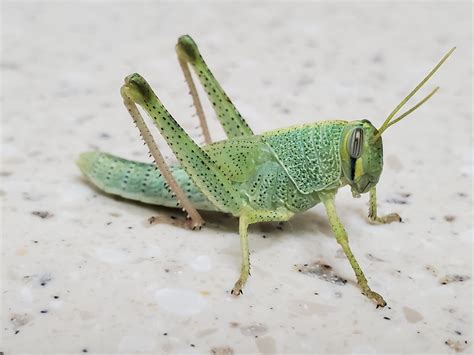 Feeder Grasshoppers For Sale Dean Missimer