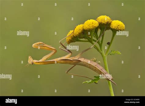 Praying Mantis Mantis Religiosa On Tansy Tanacetum Vulgare