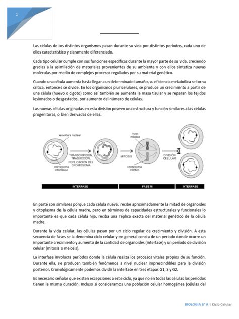 Ciclo Celular Pdf Replicación De Adn Adn