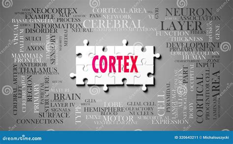Cortex As A Complex Subject Related To Important Topics Spreading