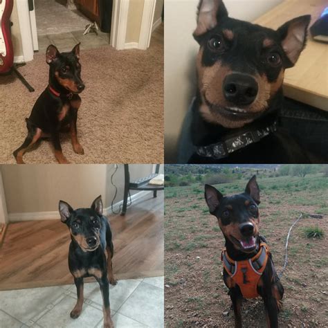 Today Marks One Year Since I Adopted My Best Friend Pictures On The