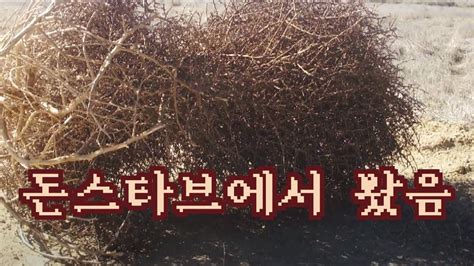 사막 식물들의 생존전략 핫클립 Ytn 사이언스 Youtube