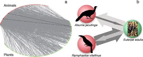 A Schematic Representation Of A Mutualistic Network Of Interactions Download Scientific Diagram