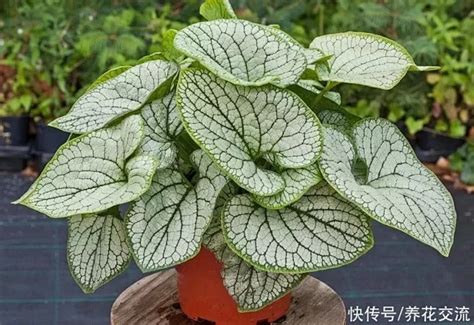 叶子斑斓的心叶牛舌草，花朵和勿忘我很相似，还能养成盆栽 花瓣网