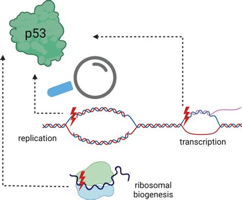 P53 At The Crossroad Of Dna Replication And Ribosome Biogenesis Stress Pathways Pmc