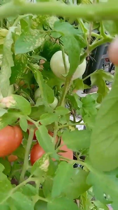 Самый лучший томат в мире 2023 г.! Высокоурожайный, вкусный и сладкий ...