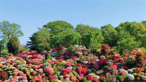 大桑原つつじ園福島県須賀川市こいのぼり2024年5月3日 花 flower 福島県 japan 風景 YouTube