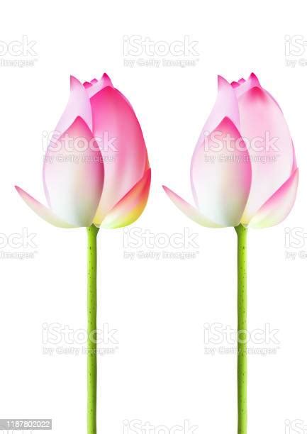 흰색 배경 벡터 그림에 현실적인 3d 타이어 핑크 연꽃 꽃 봉오리 0명에 대한 스톡 벡터 아트 및 기타 이미지 0명 3차원 형태 꽃 나무 Istock